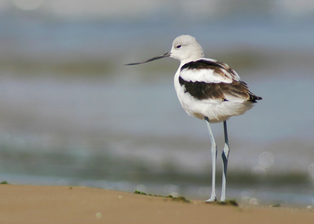 American Avocet Print, Shorebird Photo, Unique Bird Wall Art, Wildlife ...