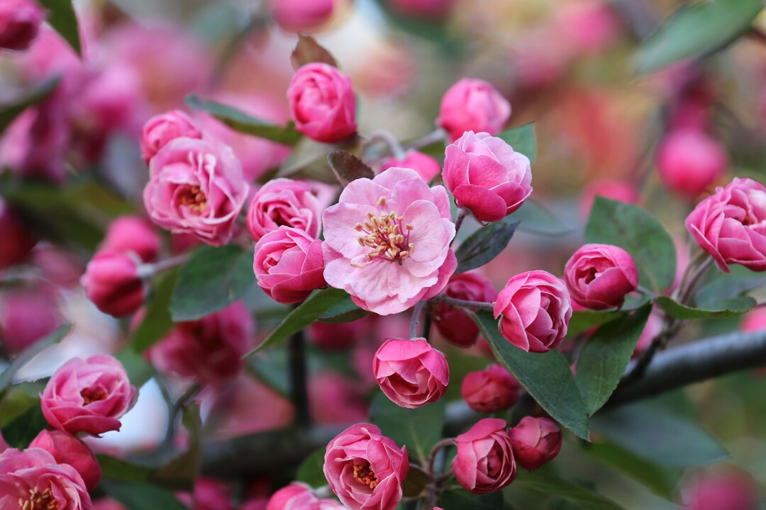 Blooming Brandywine Crabapple Tree Print, Pink Wall Art, Gift for Her ...