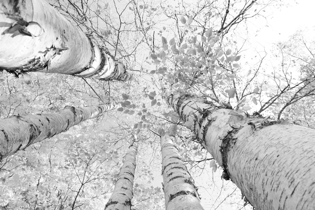 Birch Tree Canopy Print, Door County Photo Decor, Black and White ...