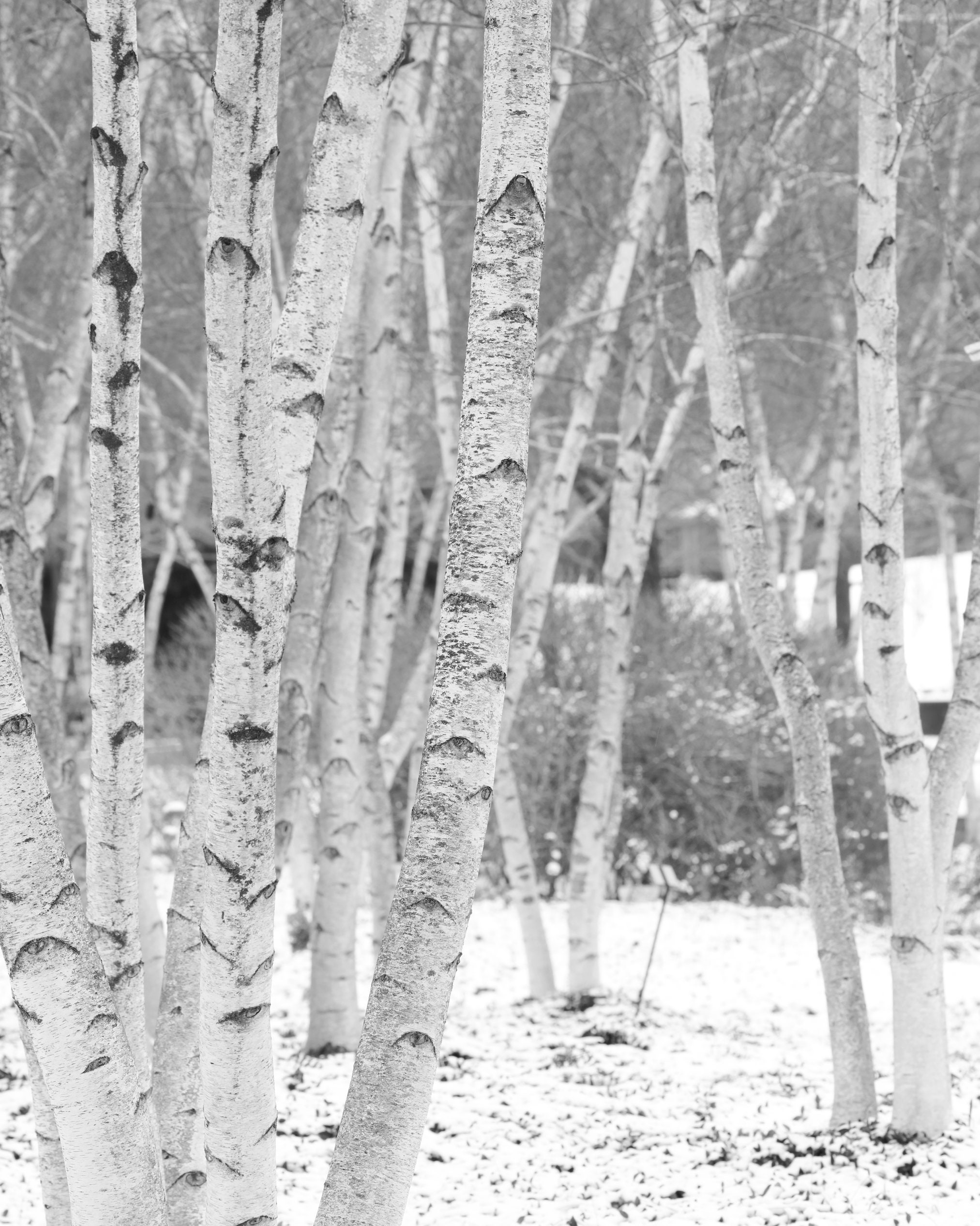 Birch Trees Black And White