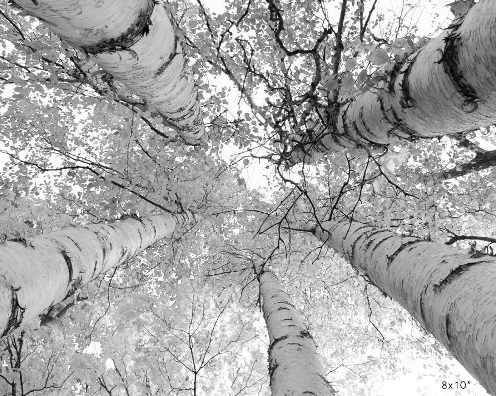 Birch Trees Photo Print Tree Canopy Wall Art Decor Black and - Etsy