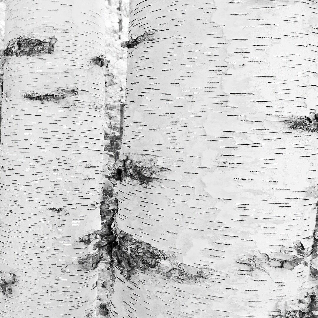 Birch Trees Bark Photo Print, Black and White Trees Photography, B&W ...