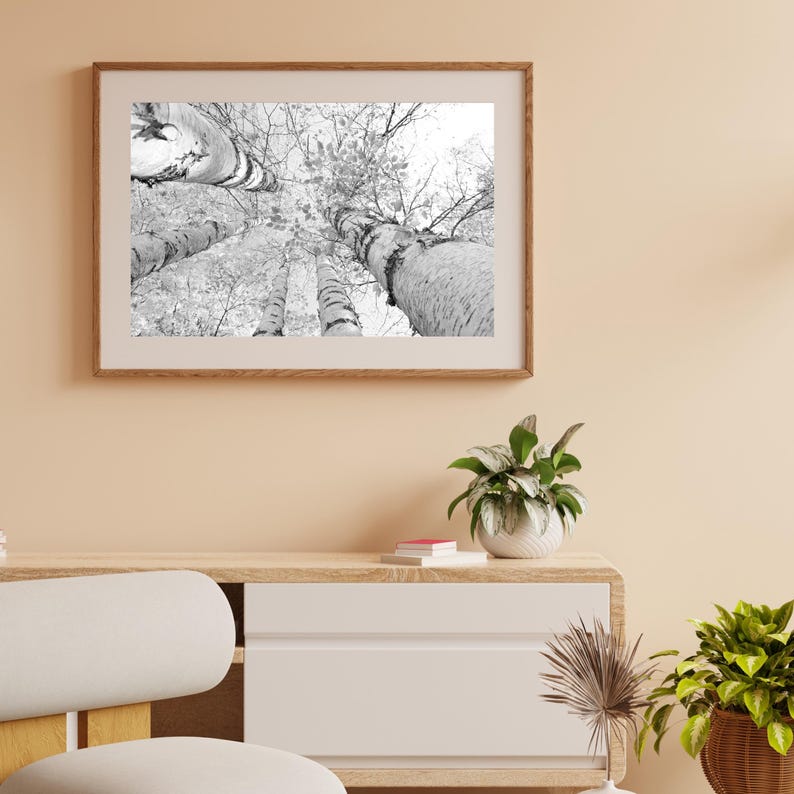 Birch Tree Canopy Print, Door County Photo Decor, Black and White ...