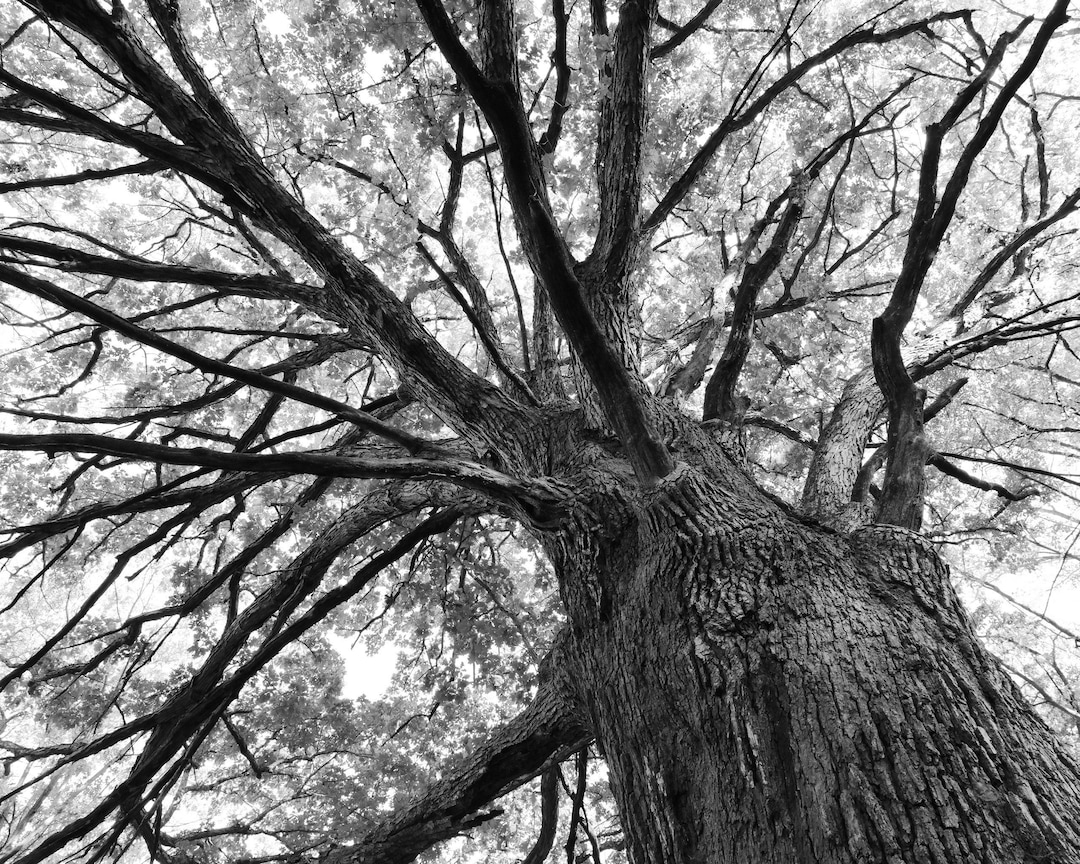 Oak Tree Photo Print, Black and White Art Photography, Oak Tree Wall ...