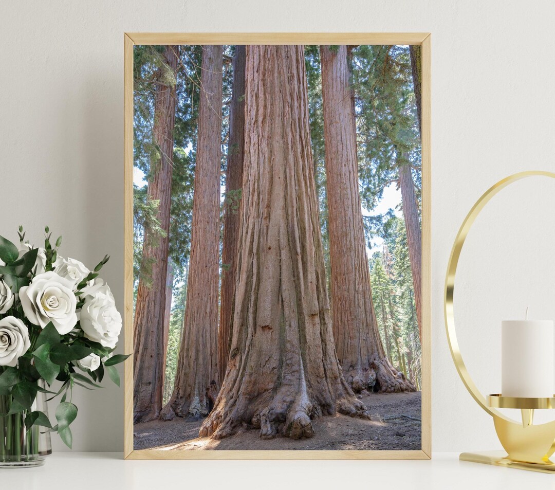 Sequoia Trees Print, Sequoia National Park Photo, Giant Grove, Large ...
