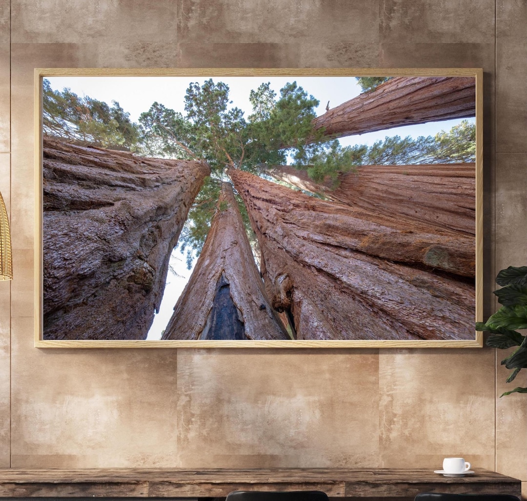Sequoia National Park Print, Tree Canopy Picture, Giant Grove Sequoia ...
