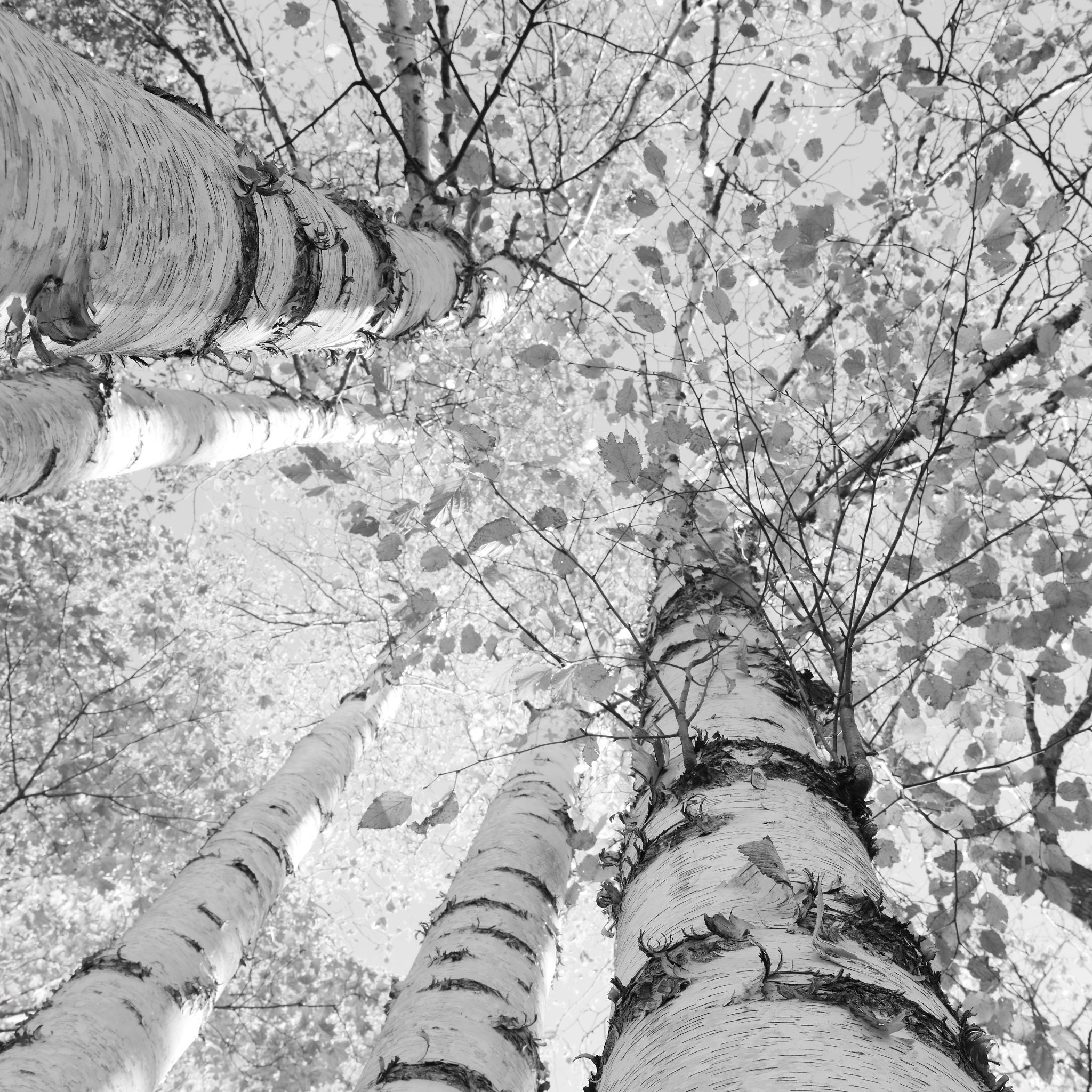 Birch Trees Black And White