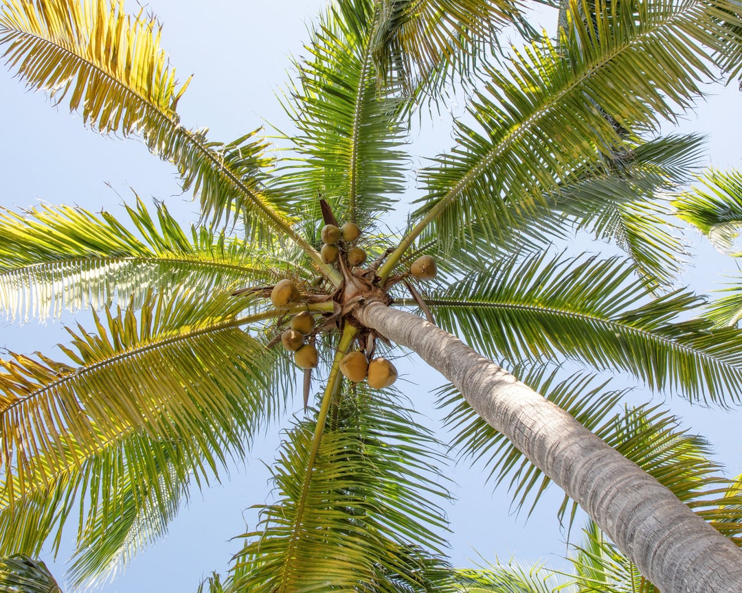 Palm Tree Wall Art, Palm Tree Print With Coconuts, Tropical Wall Art ...