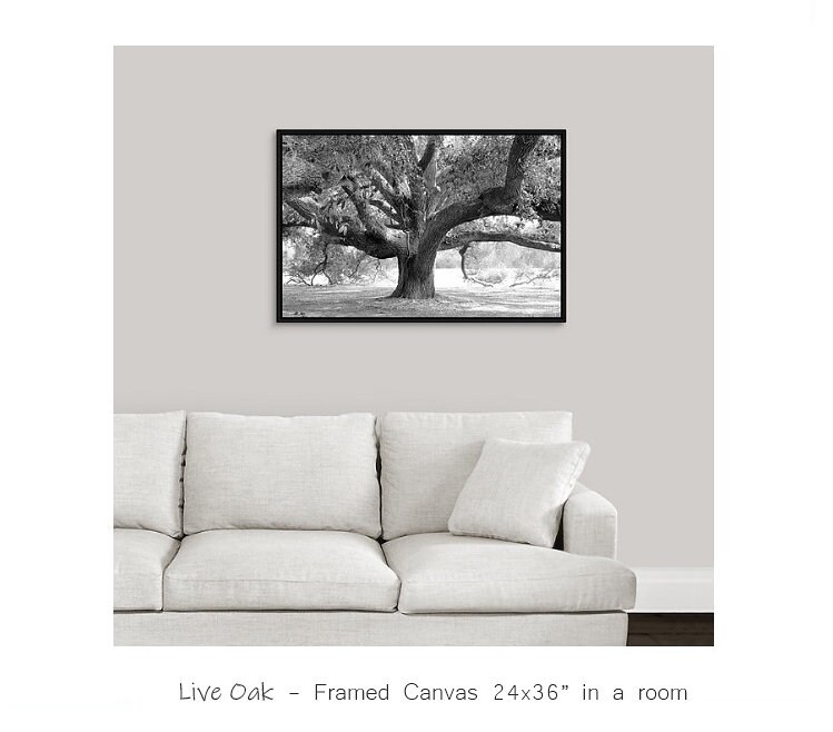 Oak Tree photo, Live Oak print, black and white art, tree wall art ...