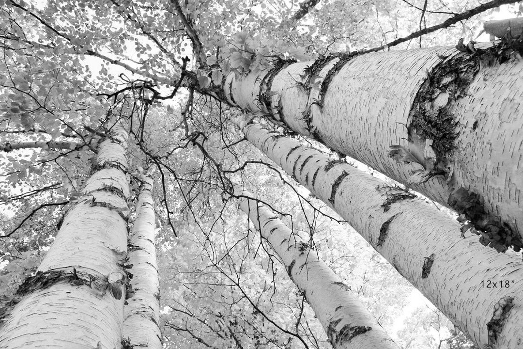 Birch Trees Canopy Print Door County Photo Art Black and - Etsy