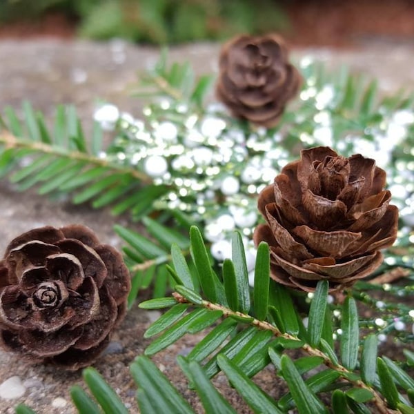 Hemlock Cones - Etsy