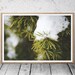 Evergreen Tree Print Snowy Tree Photos Winter Decor Rustic - Etsy