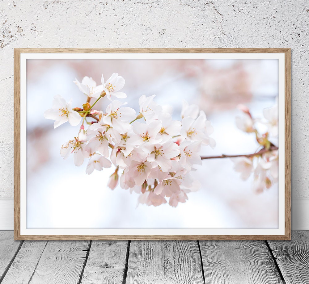 Cherry Blossom Print, Washington DC Art, Japanese Cherry Blossom ...