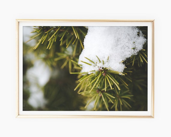 Evergreen Tree Print Snowy Tree Photos Winter Decor Rustic - Etsy