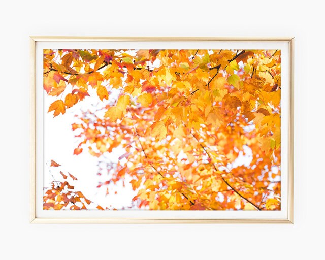 Golden Autumn Leaves Print Download, Autumn Photos, Fall Prints, Fall ...