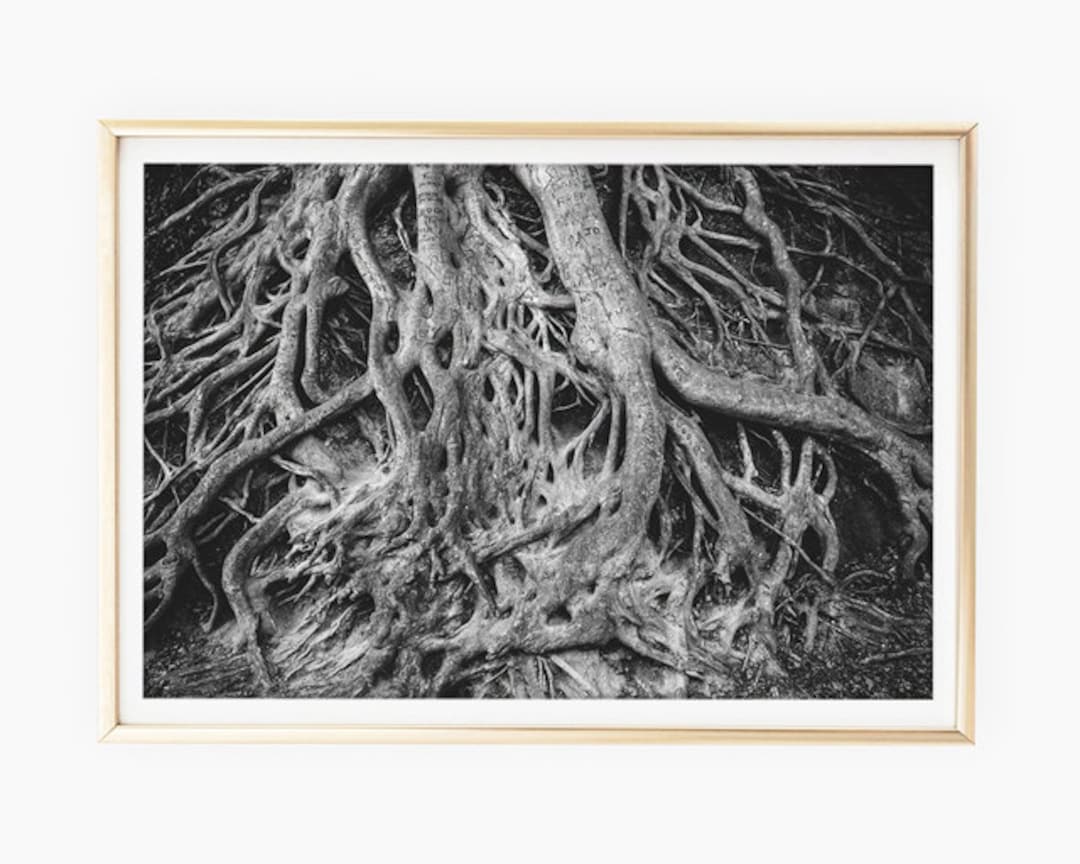 Medusa Tree Roots Print Download, Greenville SC, South Carolina Art ...