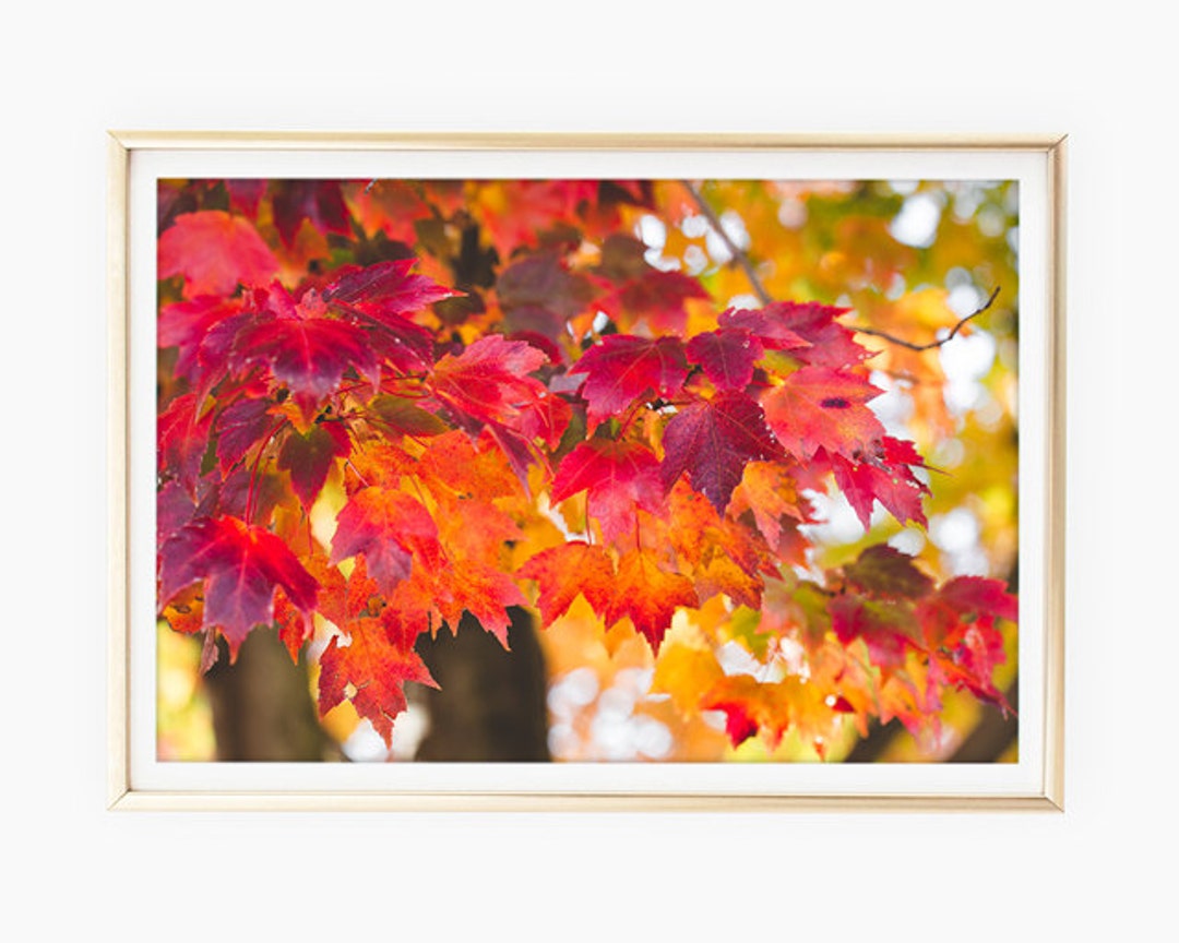 Autumn Print Download, Fall Leaves Photo, Fall Decor Prints, Fall Tree ...