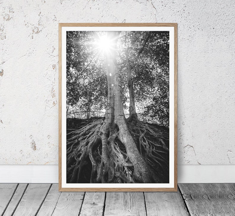 Print Download, Root Tree Medusa Tree, Greenville SC, Falls Park, South ...