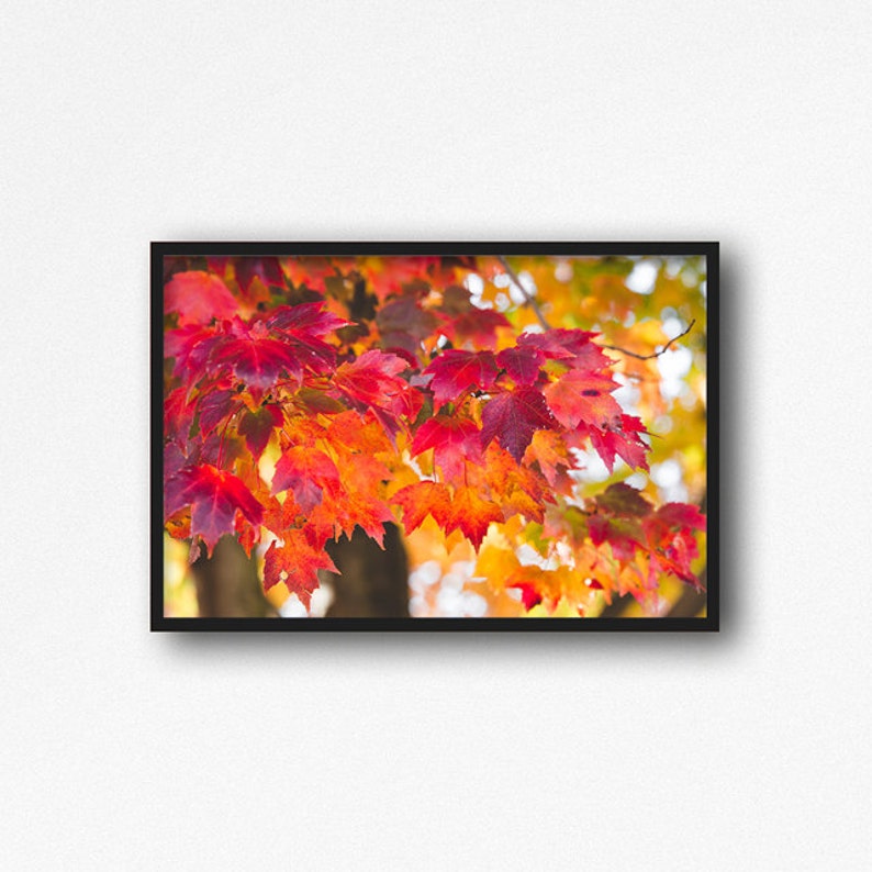 Autumn Print Download, Fall Leaves Photo, Fall Decor Prints, Fall Tree ...
