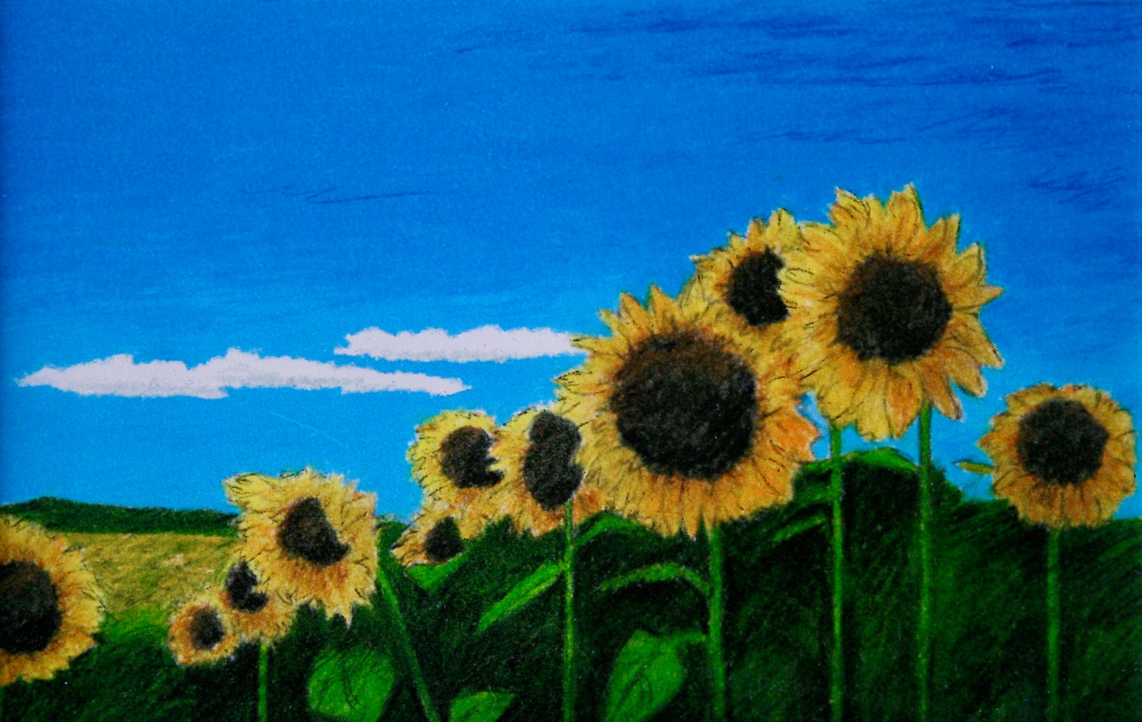 Sunflower Field Colored Pencil Drawing - Etsy