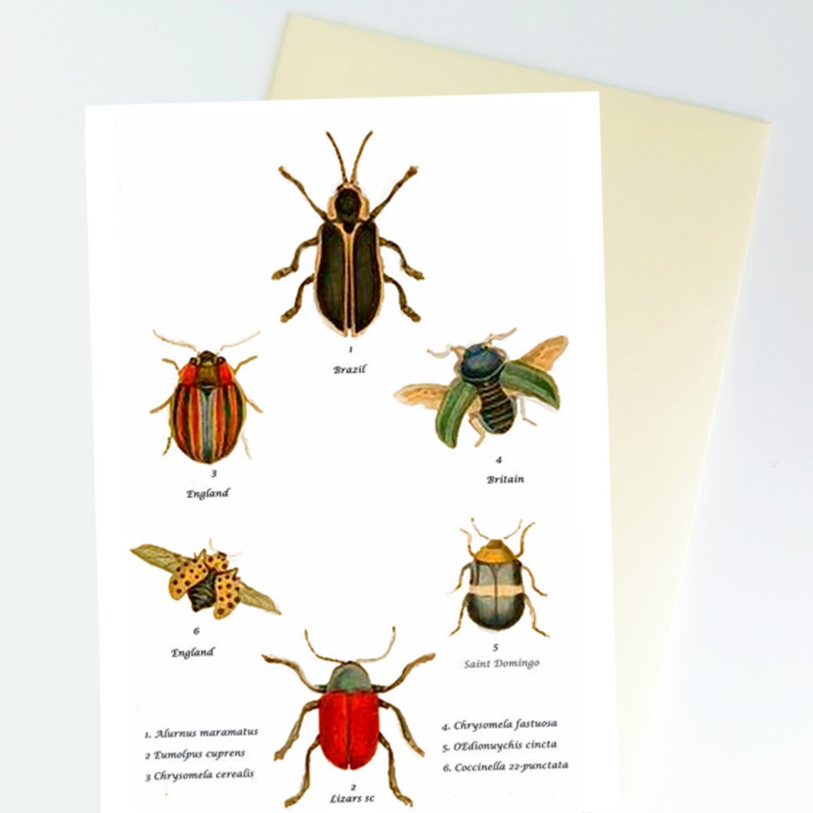 Bugs Handmade Greetings Card With Custom Option Nature Lovers - Etsy