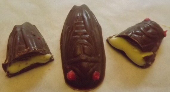 Cicada Cicadas Bug Creepy Chocolate Candy Filled Gag Gift | Etsy