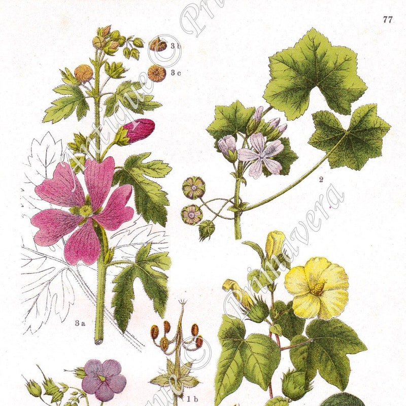 Common Mallow - Etsy