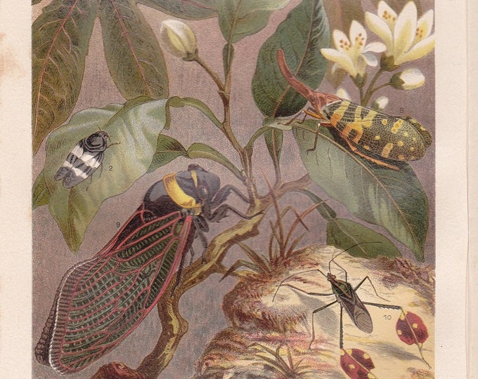 1885 Interesting Insects - Exotic Cicadas, Crickets, Leafhoppers, Leaf ...