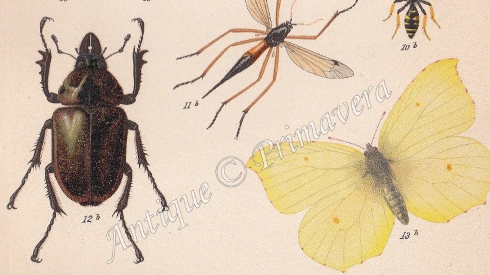 1898 Natural Selection of Insects Selections in Relation of - Etsy