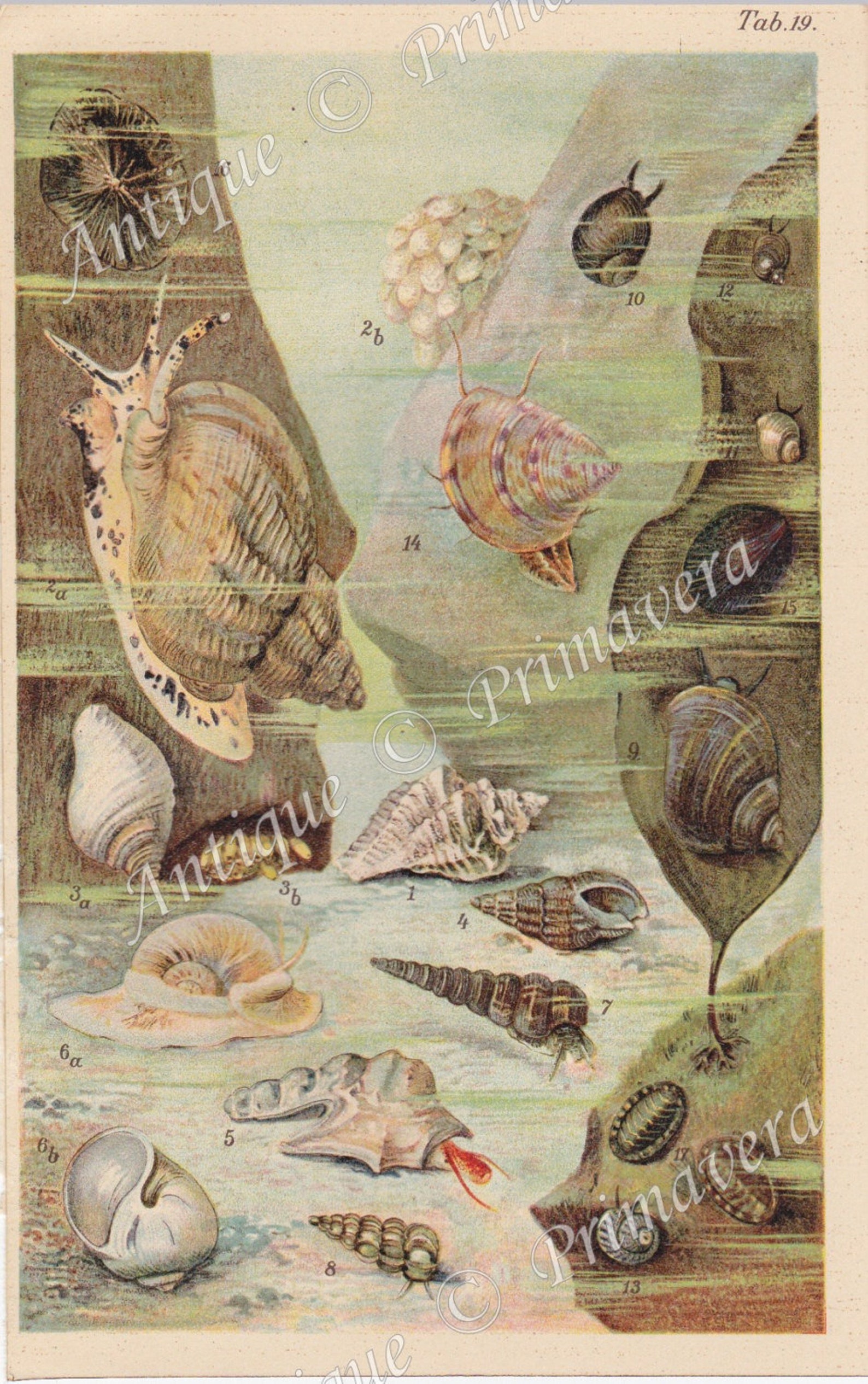 1922 Sea Snails and Slugs and Gastropods Turret Shell | Etsy