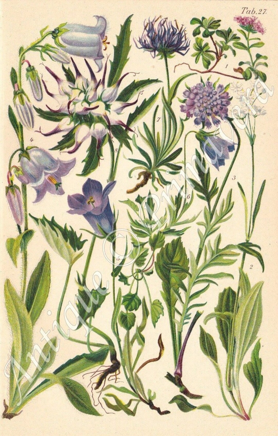 1937 BELLFLOWER, TEASEL and Valerian Family Flowers Rock Valerian ...