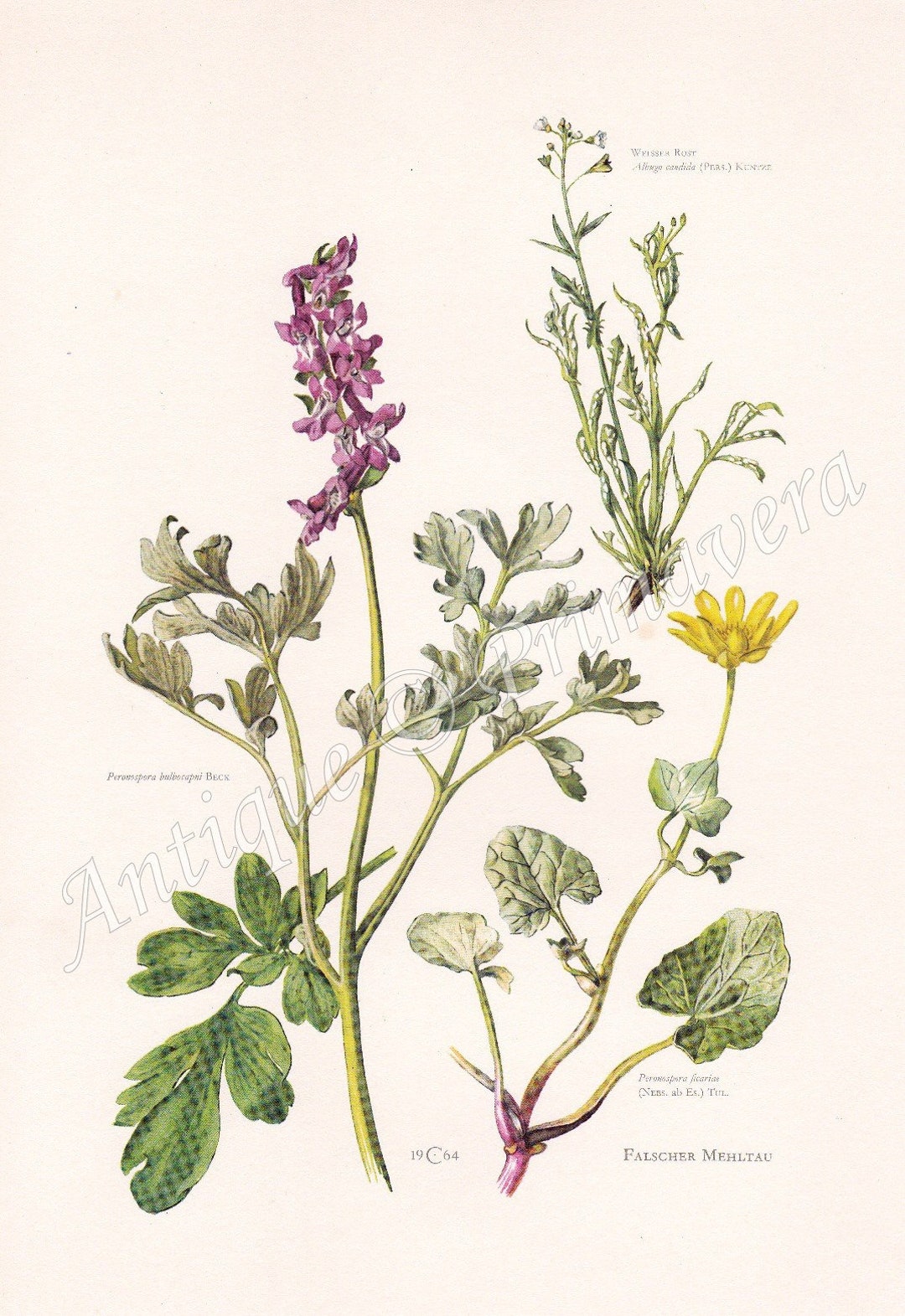 1963 PLANT PATHOGENS, Plant Parasites - Peronospora, Lettuce Downy ...