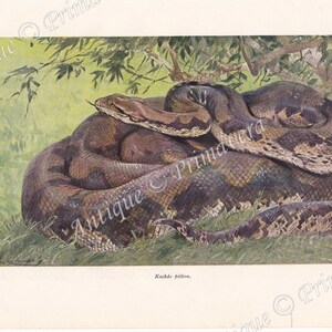 1958 Watching Reticulated Python Python Reticulatus the Largest Snake ...