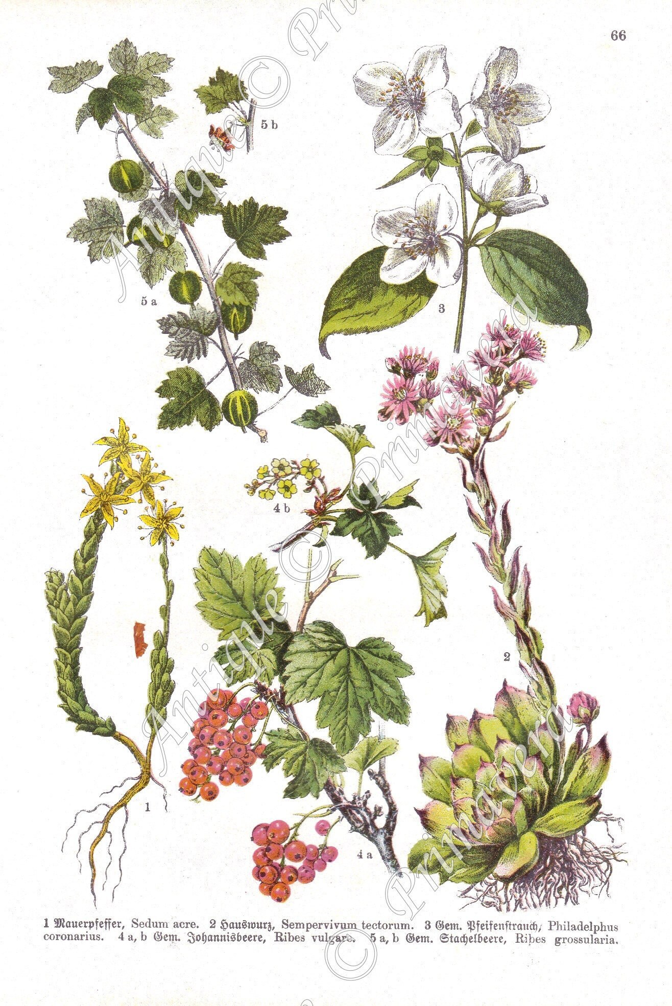 Prints Lithographs Goldmoss stonecrop Botanical Wall Decor Botanical ...