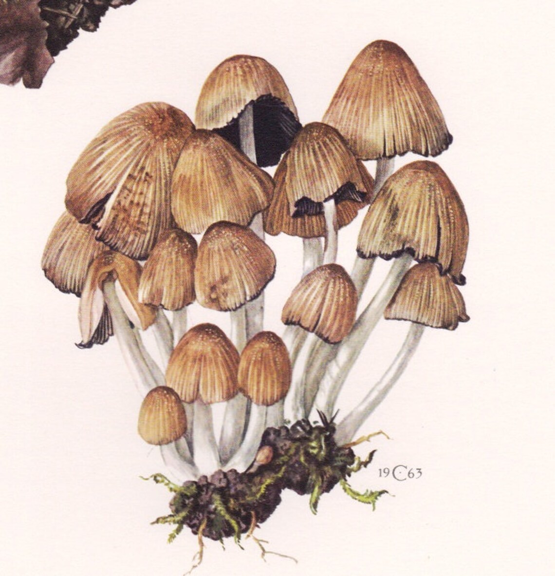 MICA or SHINY CAP or Glistening Inky Cap & Fairy Inkcap or | Etsy