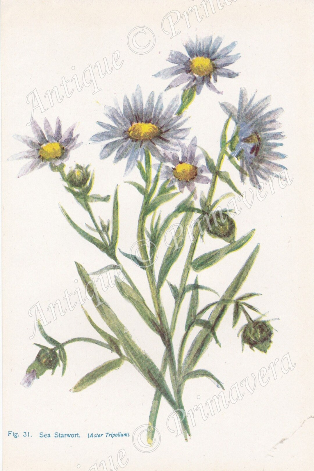 1910 Shiny Sea Starwort or Seashore Aster Aster Tripolium Original ...