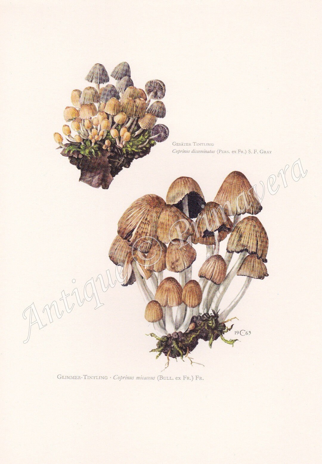 MICA or SHINY CAP or Glistening Inky Cap & Fairy Inkcap or Trooping ...