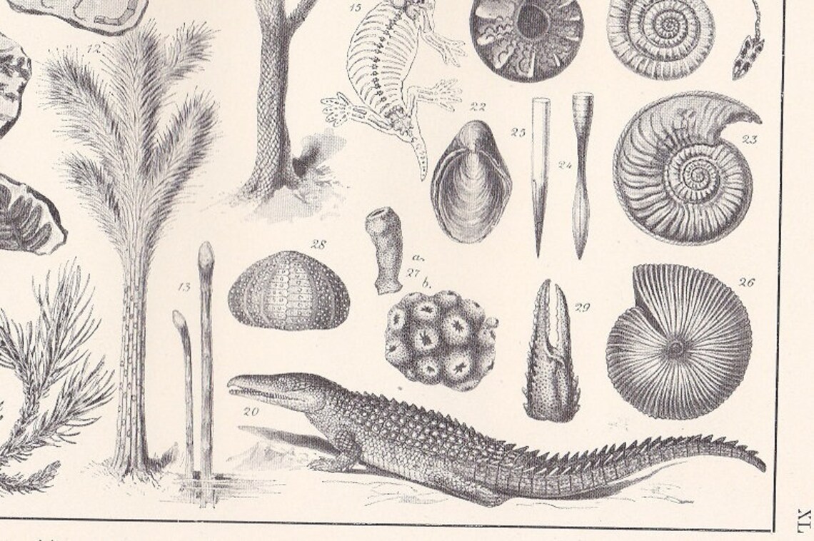 1901 Fantastic Prehistoric Fossils Flora Fauna: Trilobites. | Etsy
