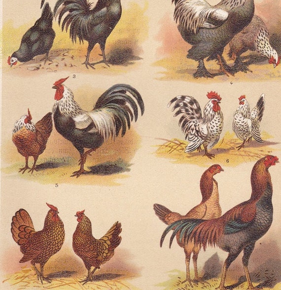 Ornamental Chicken Breeds