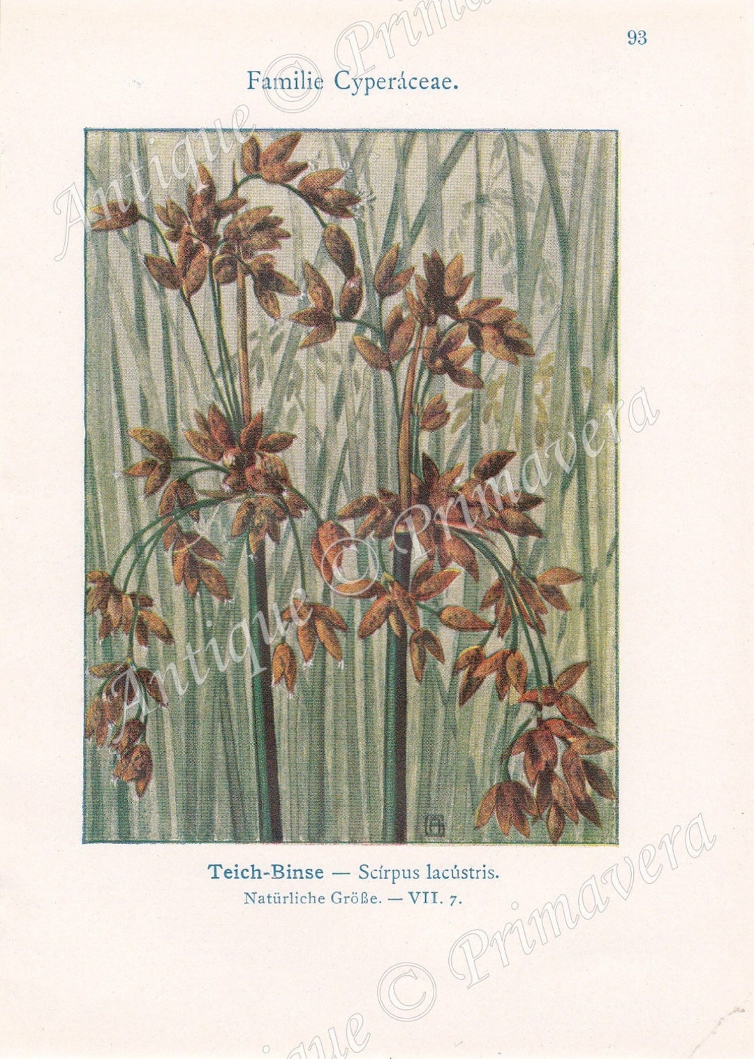 1919 CLUB-RUSH, Bulrush or Common TULE Scirpus Lacustris and American ...
