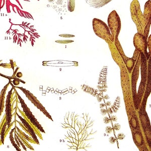 1927 Navicula PLANCTON, Rod-shaped ALGA, Spiral Green Alga, Freshwater ...