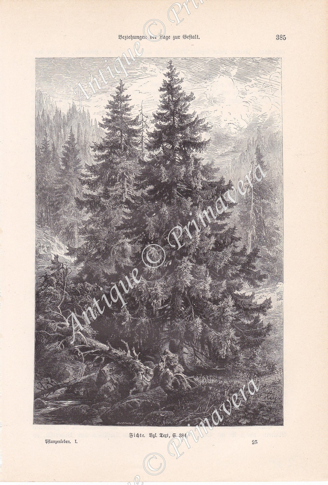 Norway or European Spruce 1890, Picea Abies, Fichte, Evergreen ...