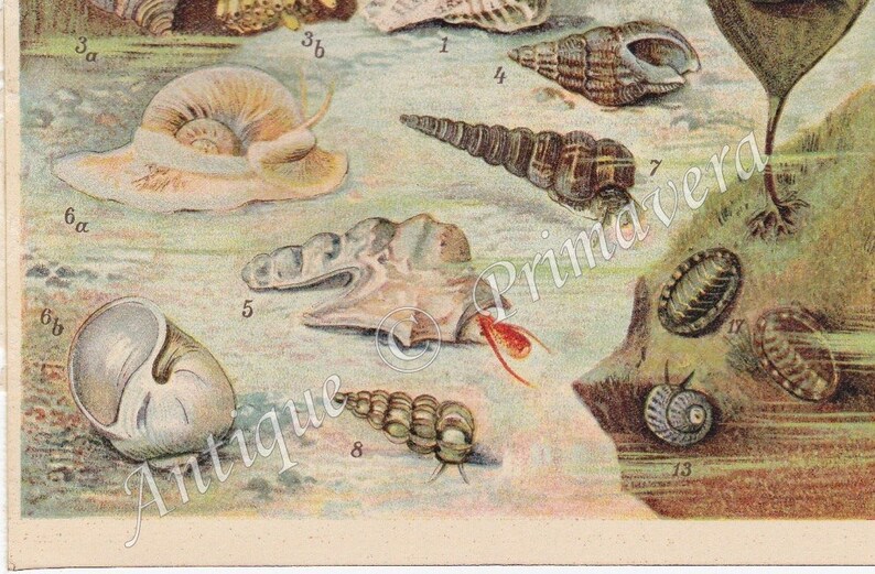 1922 Sea Snails and Slugs and Gastropods Turret Shell | Etsy