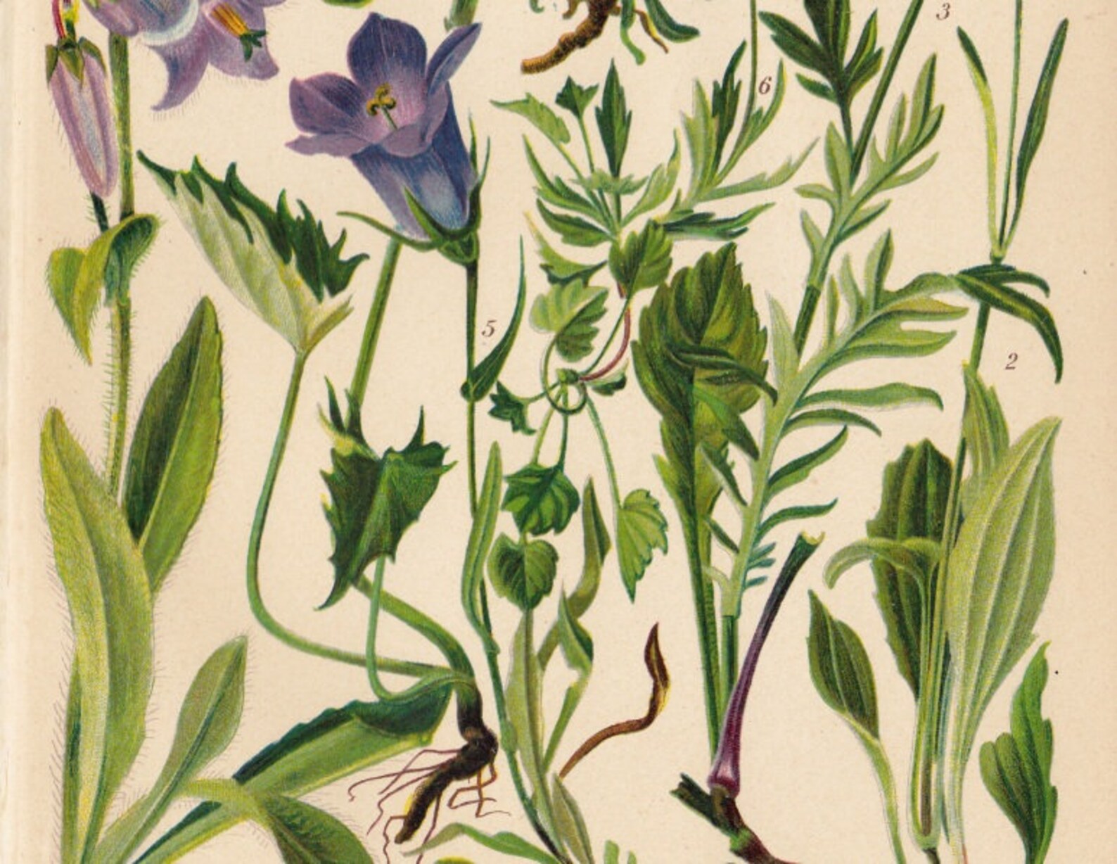 1937 BELLFLOWER TEASEL and Valerian Family Flowers Rock - Etsy