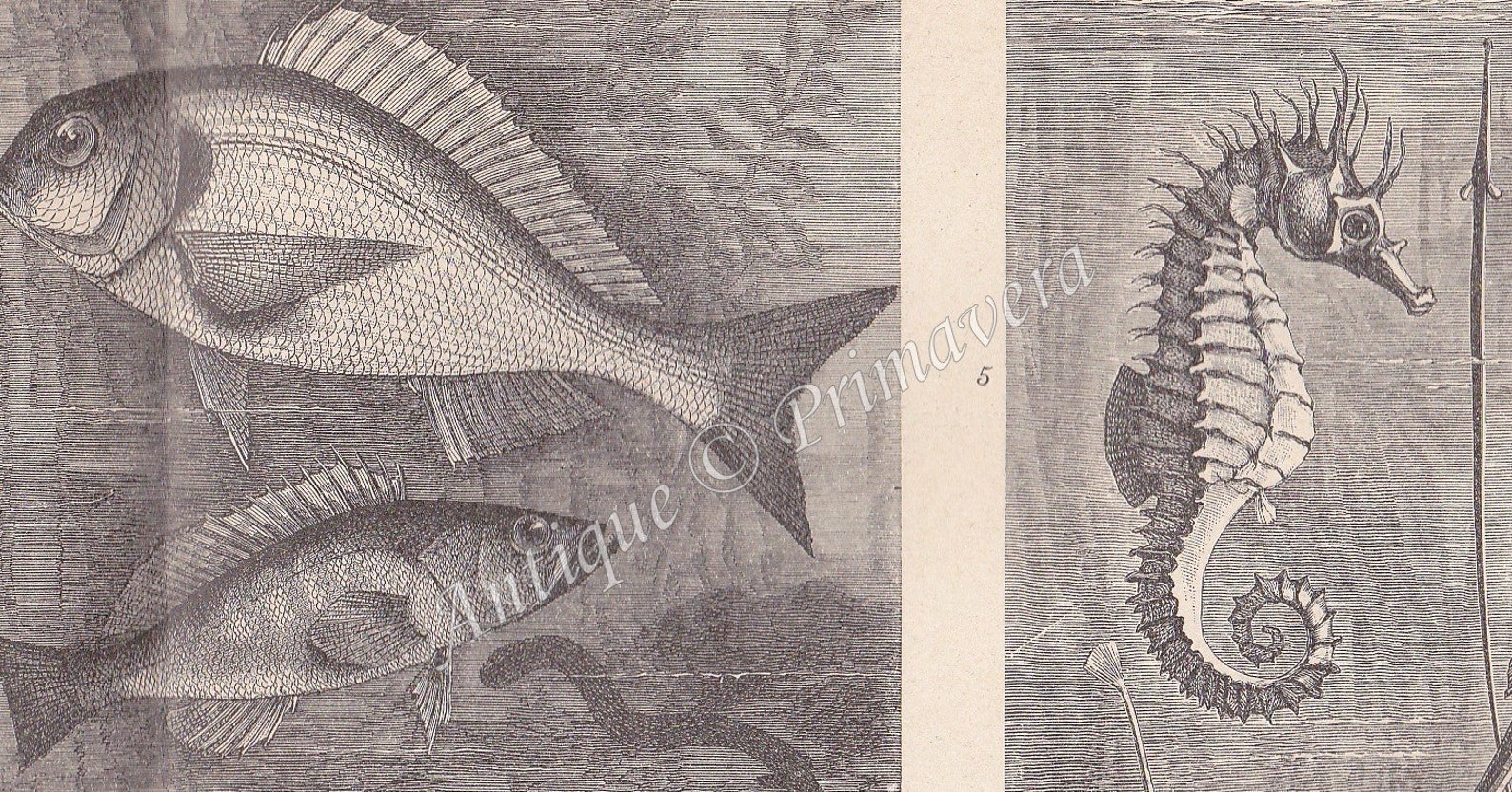 1898 Fancy Collection of Fish Species: Atlantic Cod Mullet | Etsy