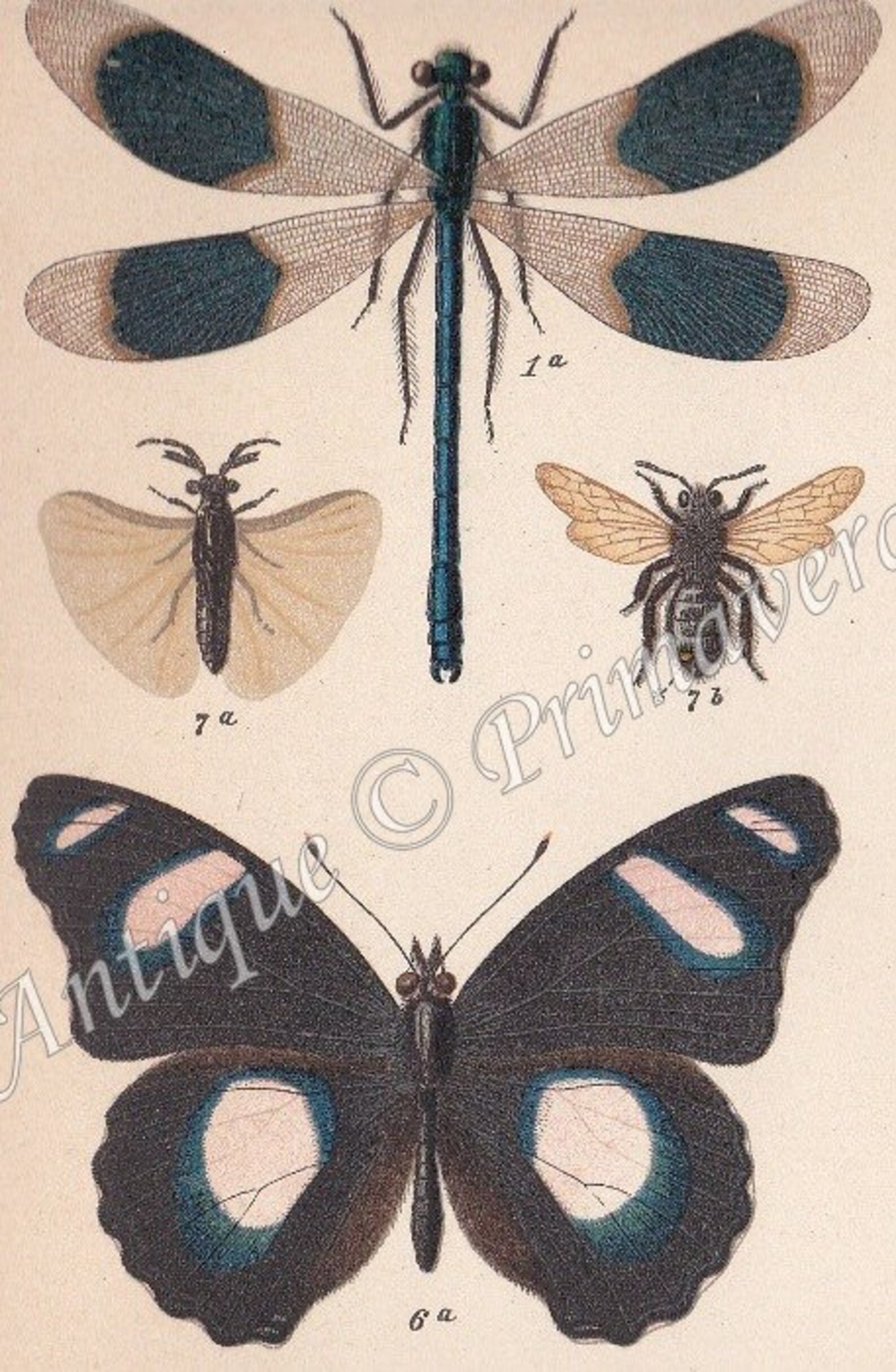 1898 Natural Selection of Insects Selections in Relation of - Etsy