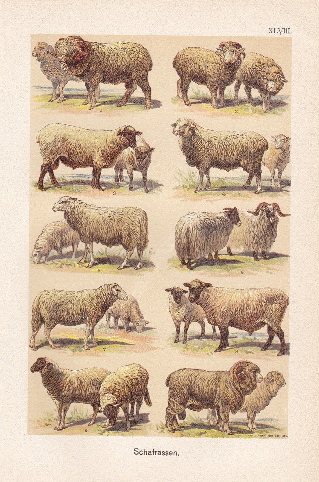 1901 Lovely Sheep Breeds: Merino, Rambouillet, Rhoen, Negretti ...