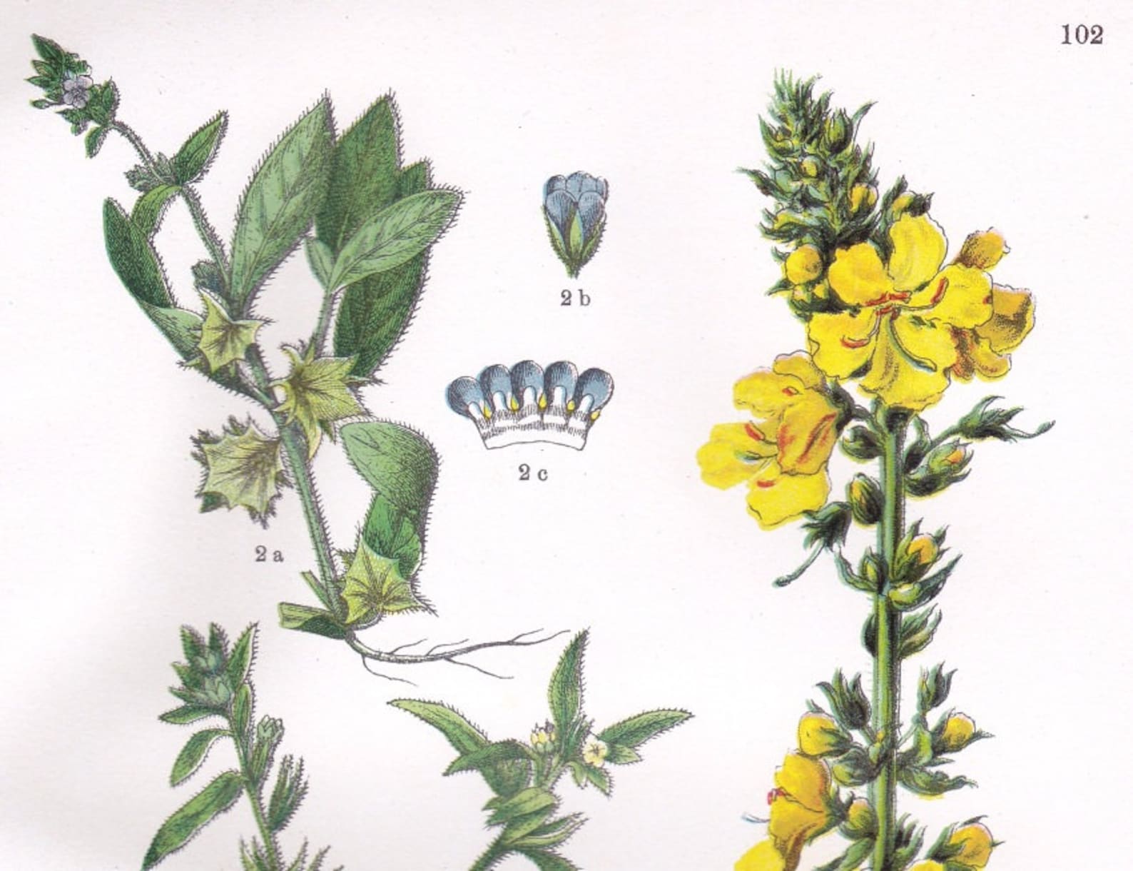 1927 Field GROMWELL Lithospermum Arvense German MADWORT | Etsy