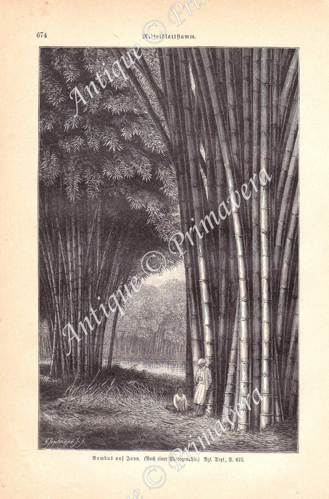 1890 Amazing Giant Bamboo Forest in Java, Indonesia, Evergreen ...