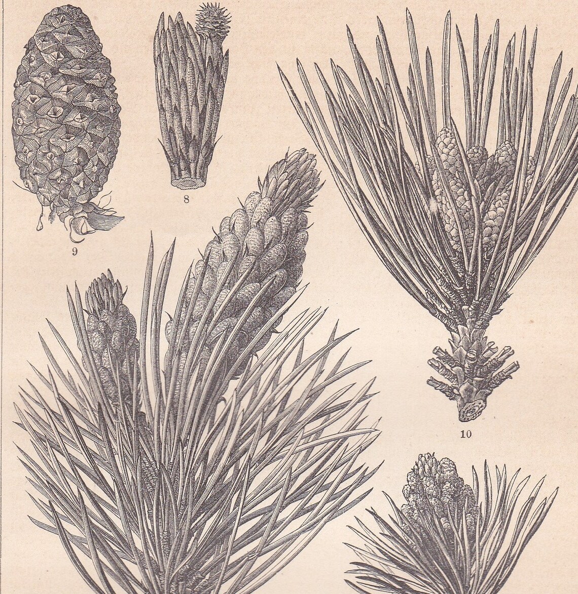 1887 Pine Trees Scots Pine Creeping Pine or Dwarf | Etsy